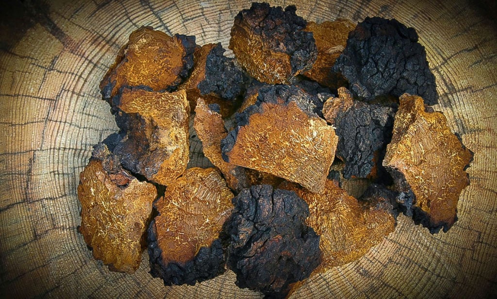 Chaga Midwest - What is the Chaga Mushroom?